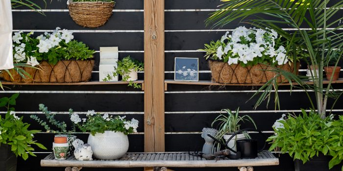 Craftberry Bush – Creativity in Bloom