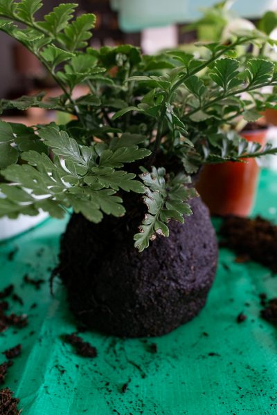 How to Make a Moss Ball Planter or Kokedama