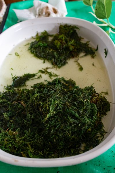 How to Make a Moss Ball Planter or Kokedama