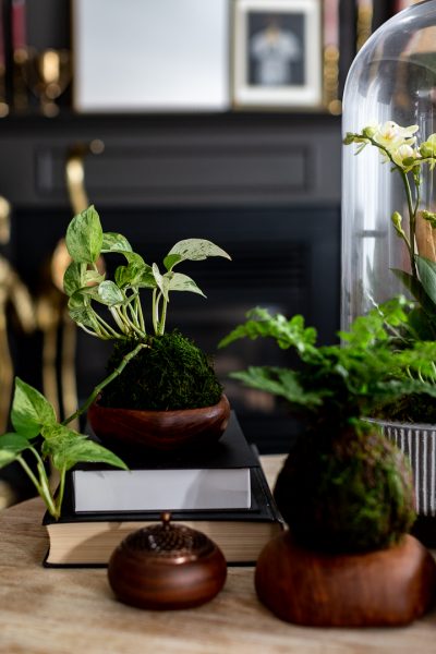 How to Make a Moss Ball Planter or Kokedama