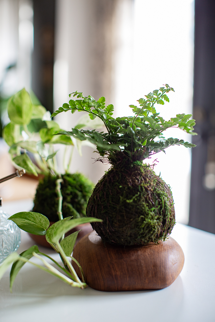 How to Make a Moss Ball Planter or Kokedama